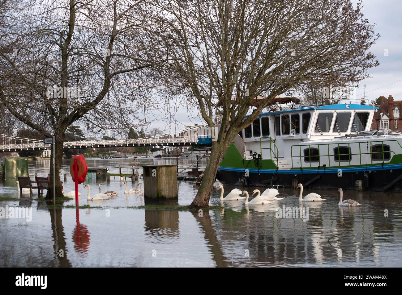 Marlow, UK. 5th January, 2024. Swans swim in floodwater in Higginson ...