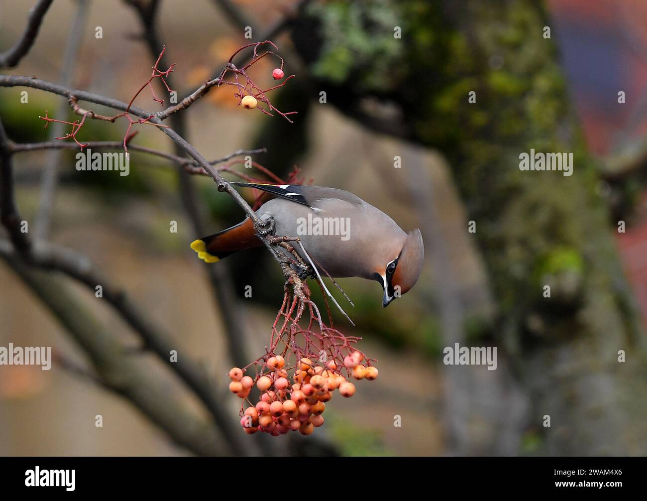 Leicester, UK. 3rd Jan 2024. Waxwings are seen on Narborough Road in ...