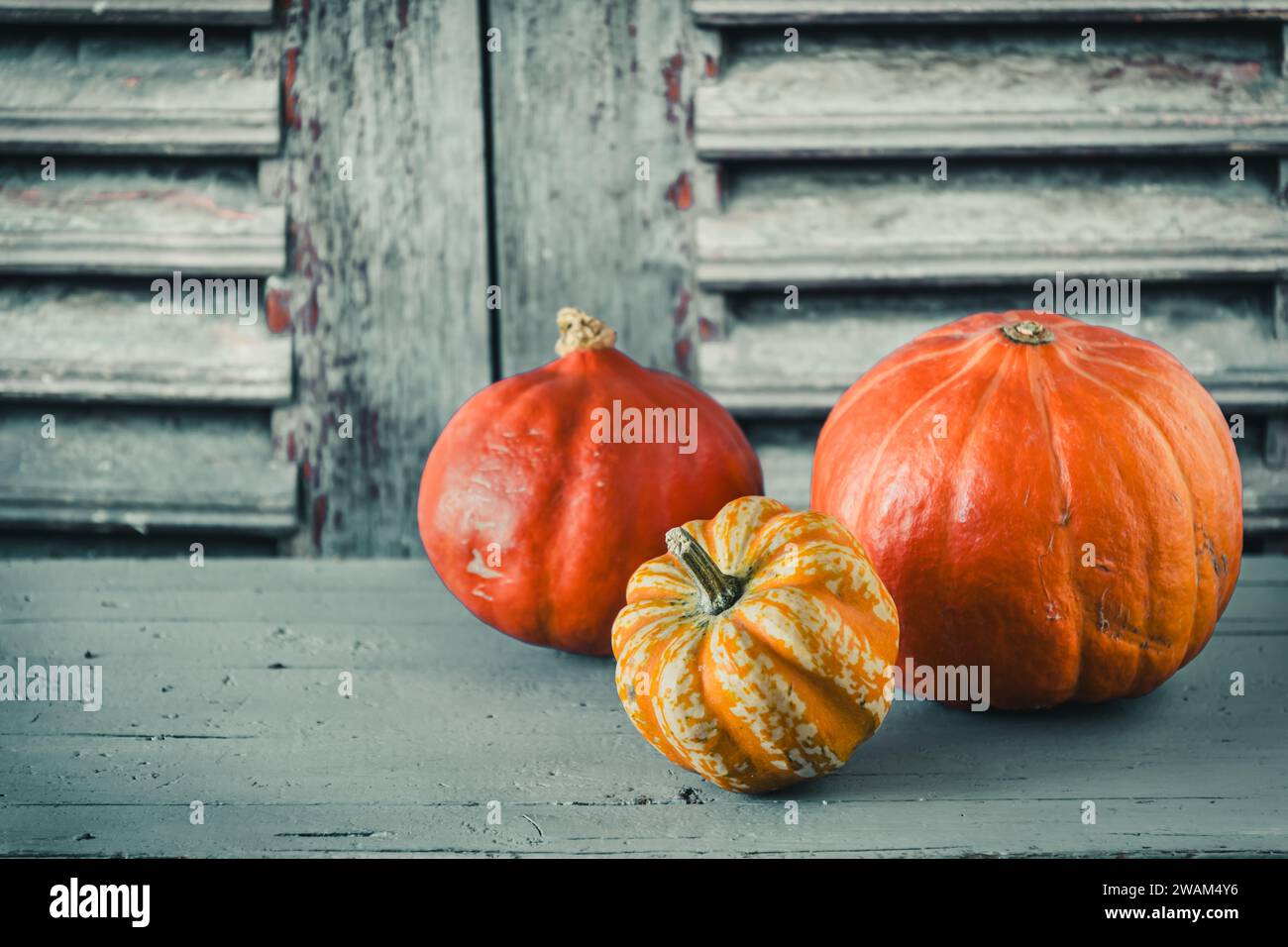 Composition three orange pumpkins hi-res stock photography and images ...