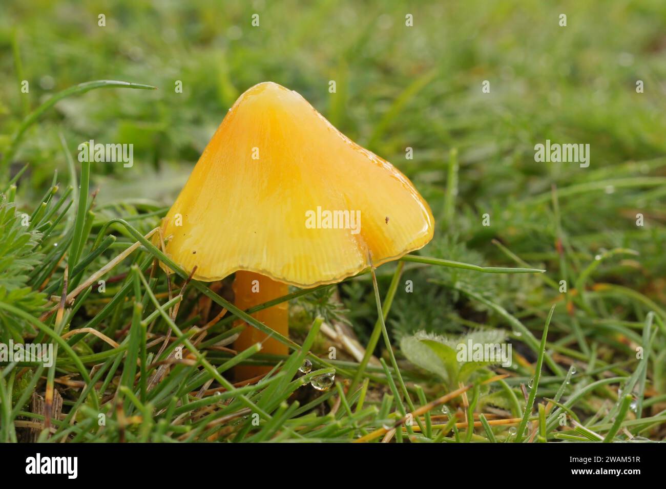Closeup on a yellow, conical waxy cap mushroom, Hygrocybe acutoconica ...