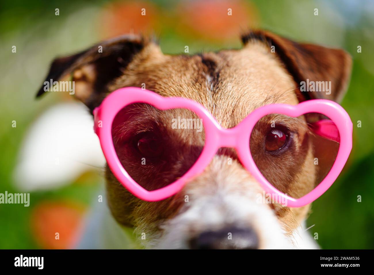 Dog in love shape hi-res stock photography and images - Alamy