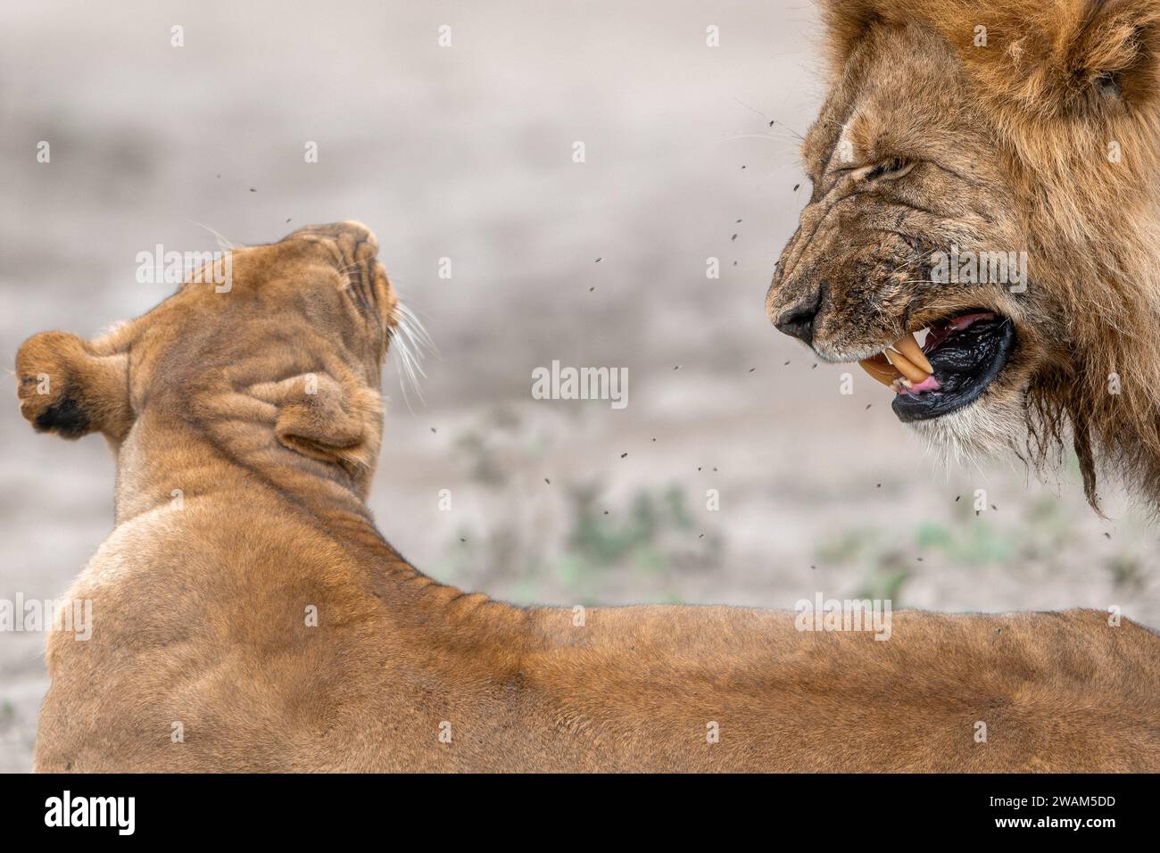 Close-up of a lion snarling at a lioness before mounting her for mating ...