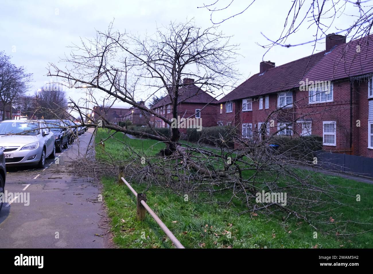 Weakened tree hi-res stock photography and images - Alamy