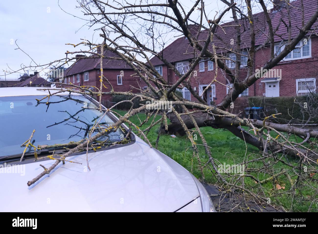 London, UK. London, UK. 5th January, 2024. Branches from a fallen tree ...
