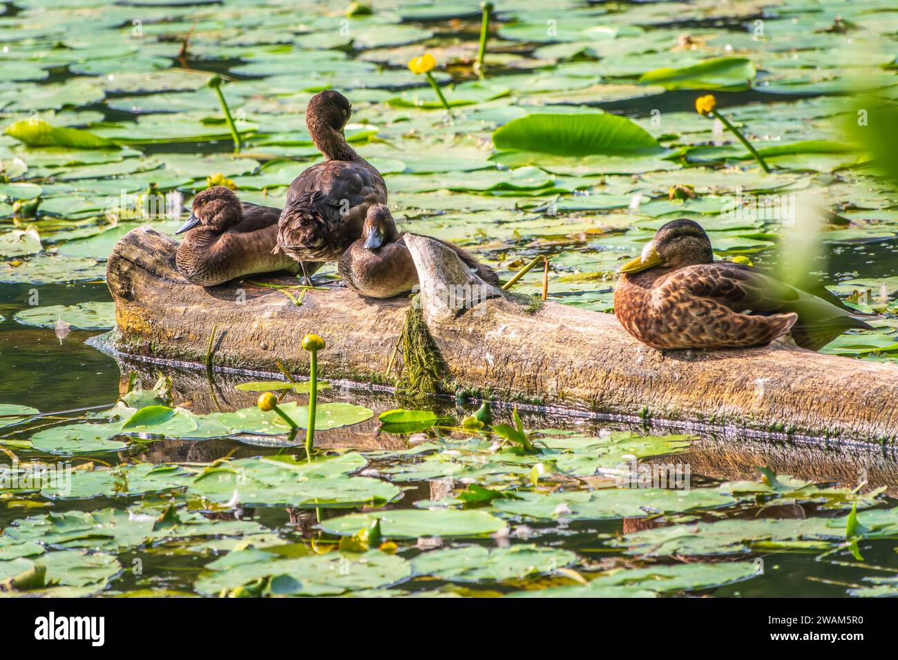 A group of tufted ducks and mallard duck in the wild. Tufted Duck ...