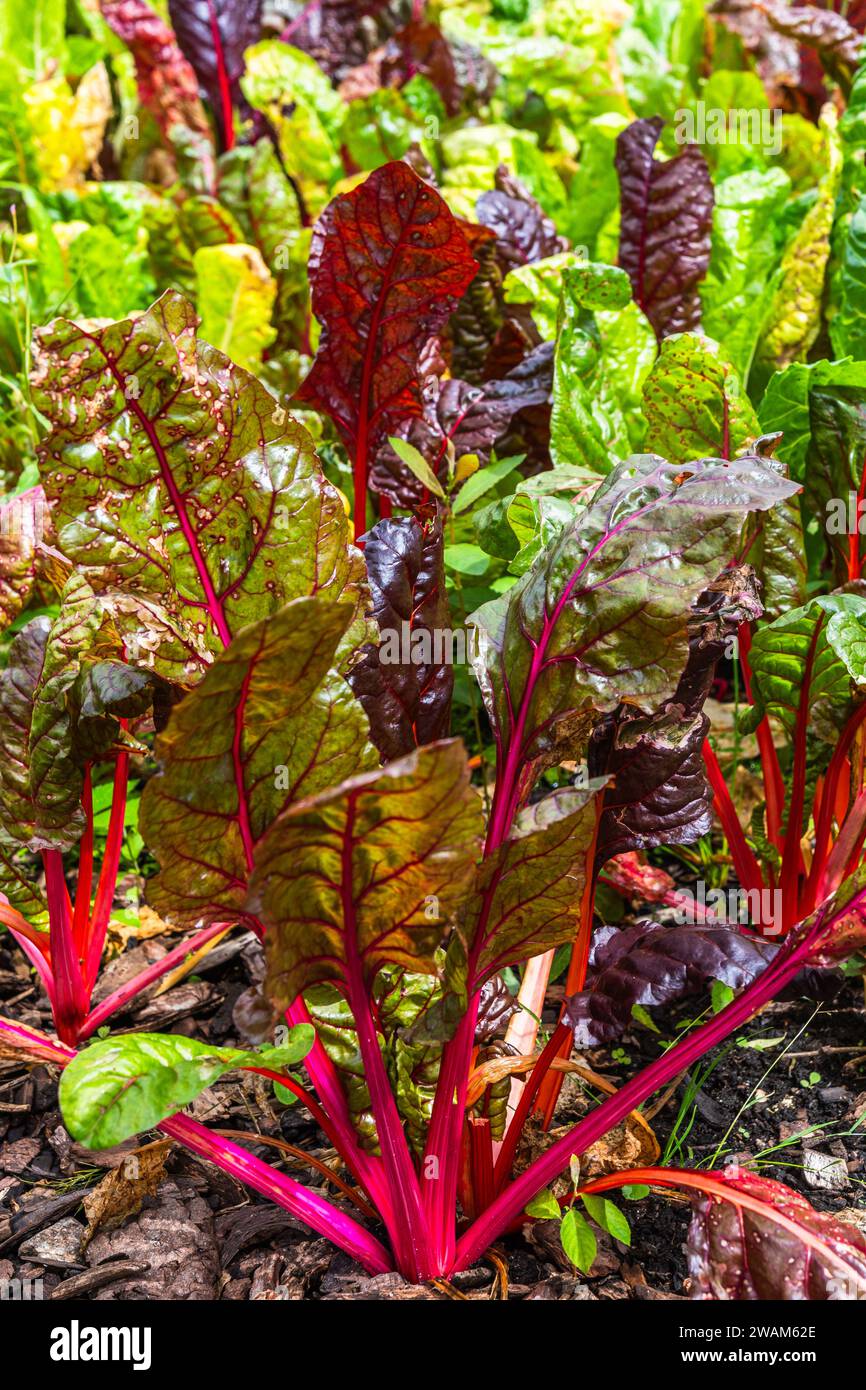 Beetroot head hi-res stock photography and images - Alamy