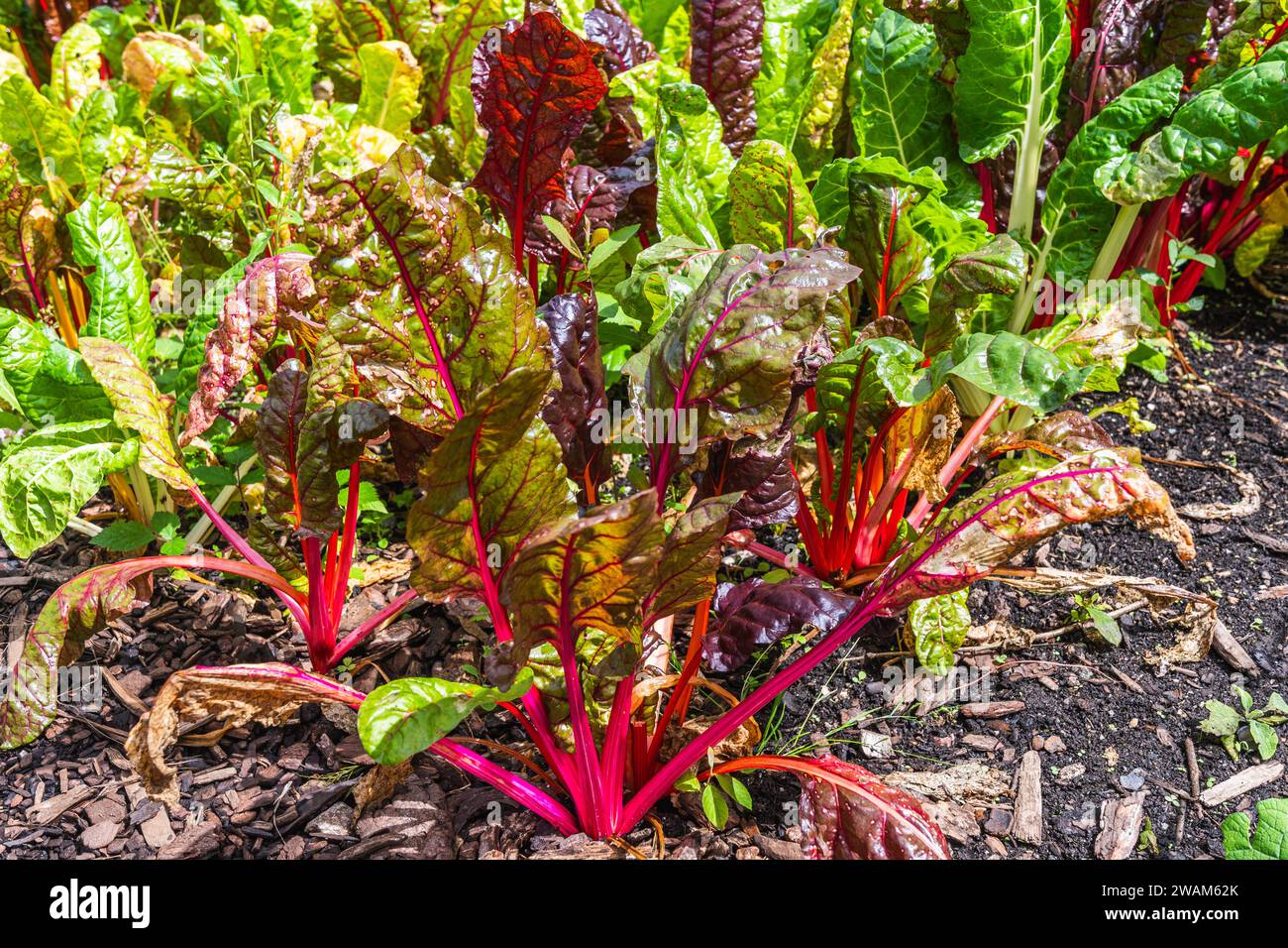 Beetroot head hi-res stock photography and images - Alamy