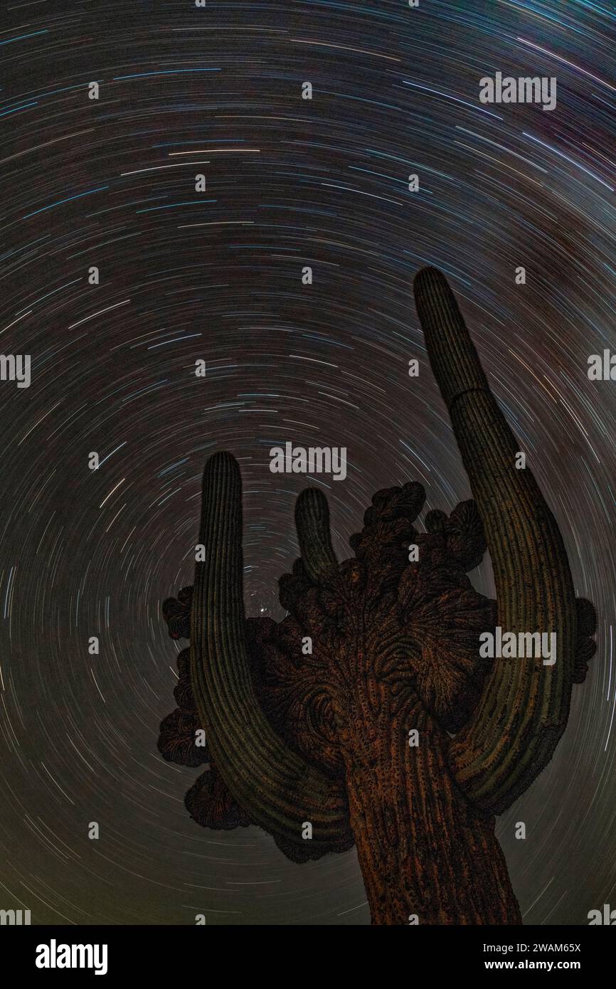 Swirling north stars over the Medusa crested saguaro, Cochise County ...