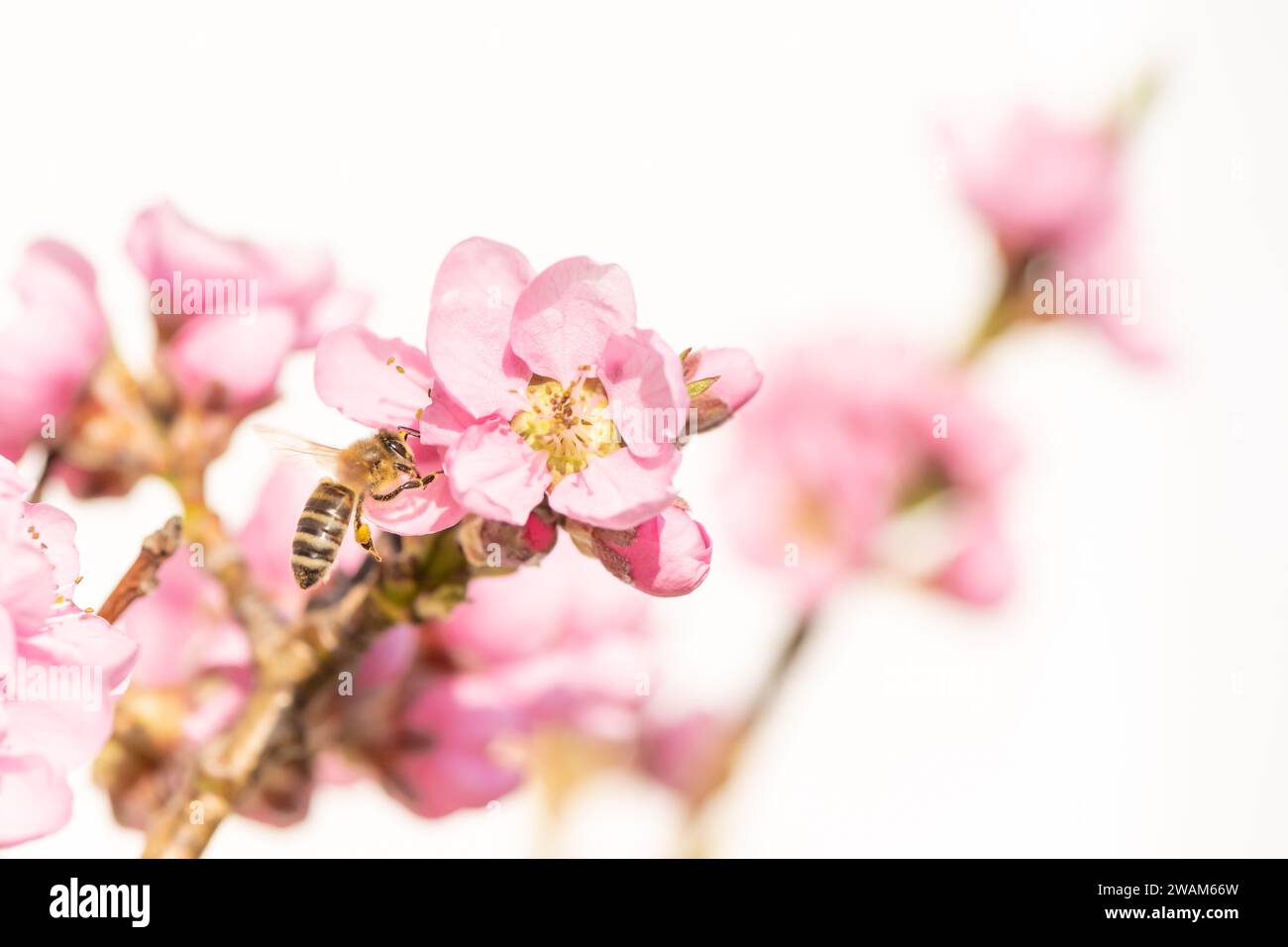 Honey bee collecting pollen in spring season on a peach blossom Stock ...