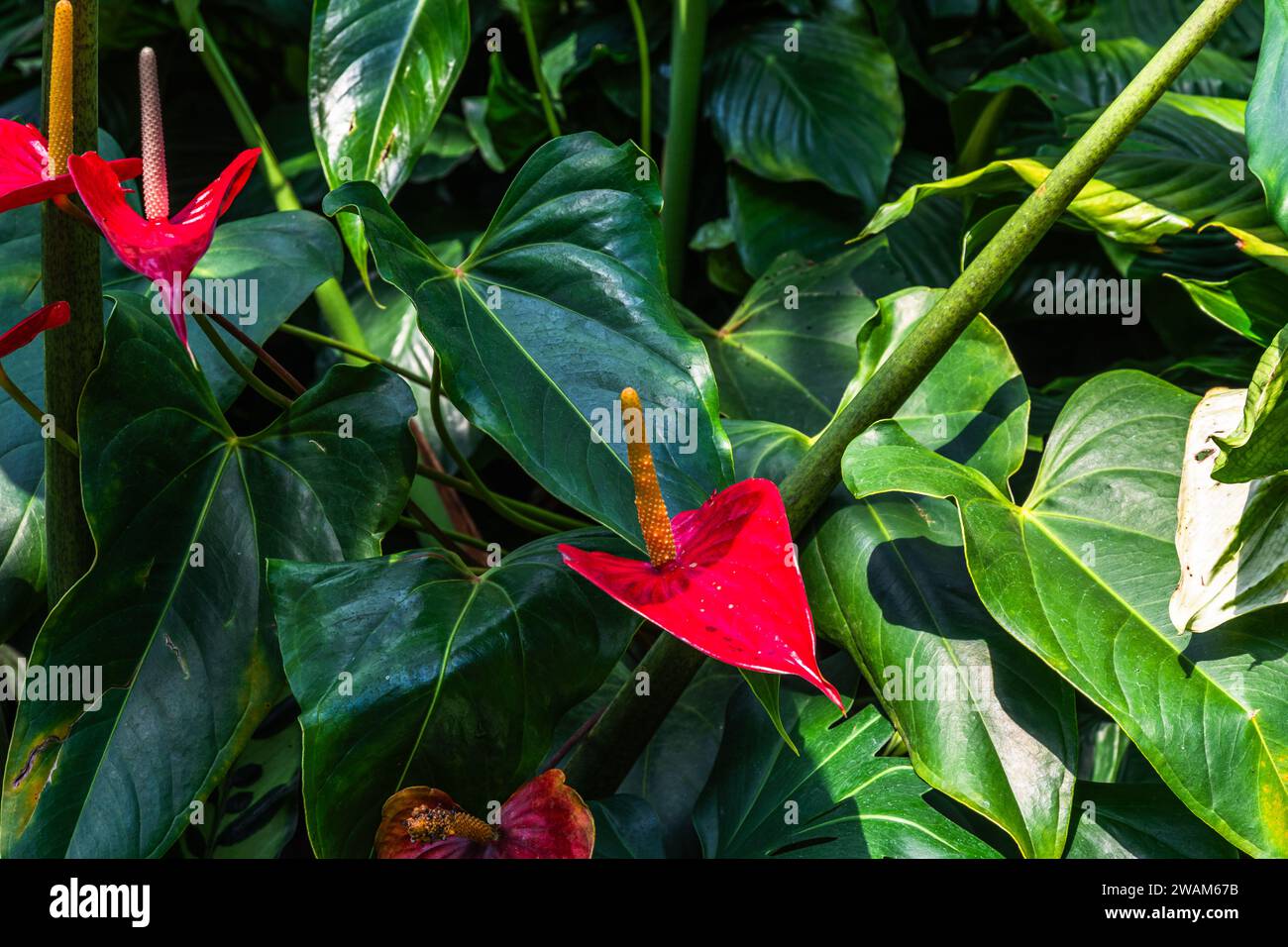 Anthurium is the largest genus of the arum family, Araceae. General ...