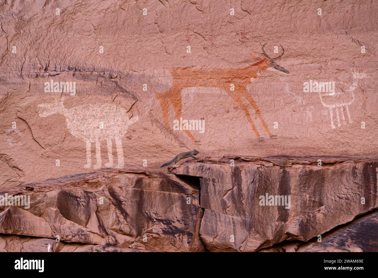 Navajo-painted pictographs of animals, near Antelope House Ruin, Canyon ...