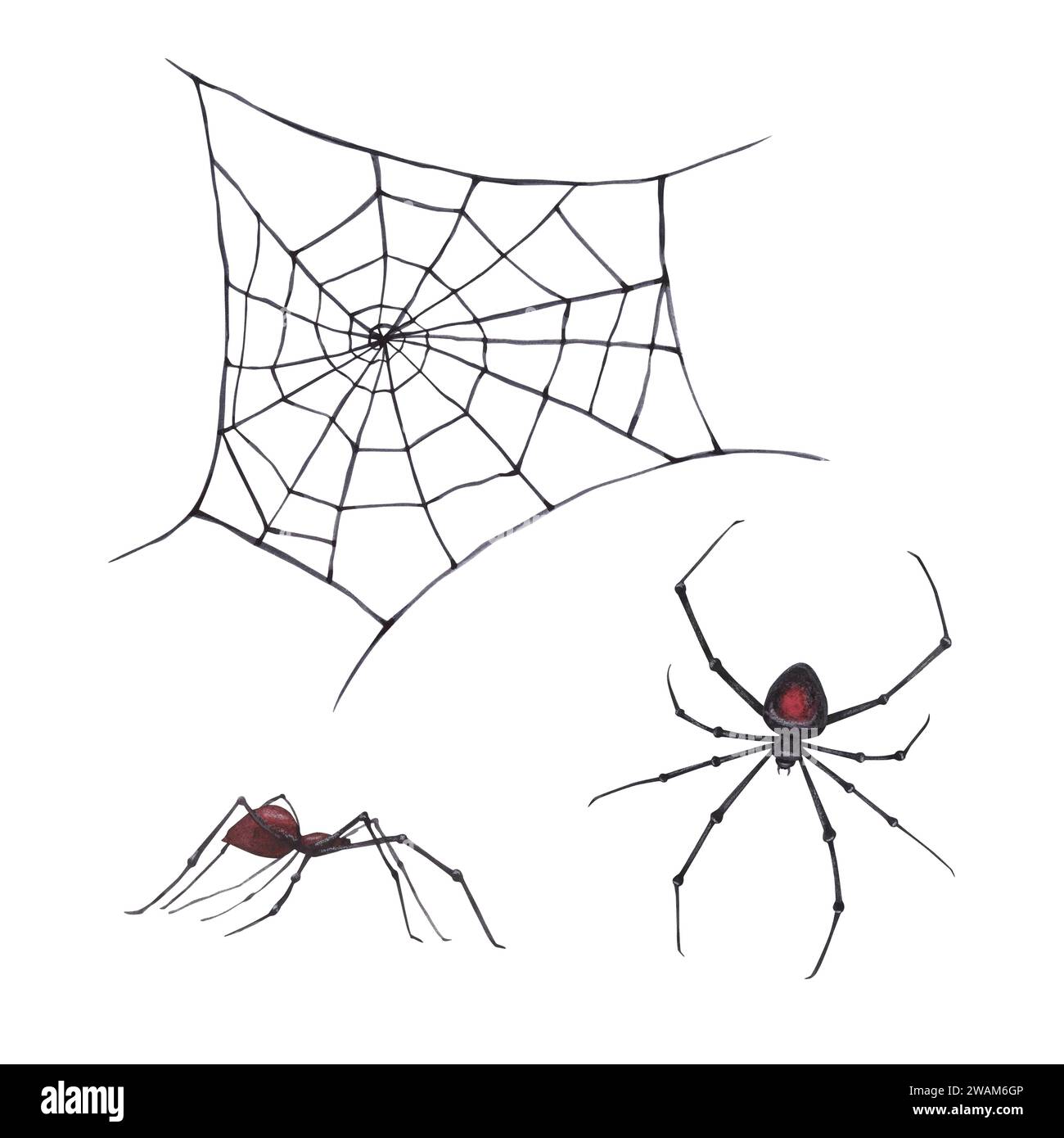 Black spider with cobweb magical texture isolated on white background ...
