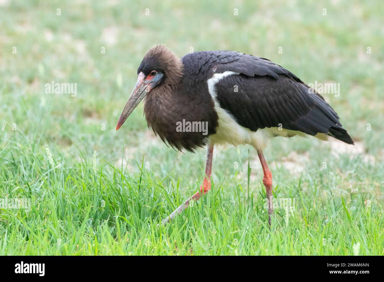 Abdim's Stork (Ciconia abdimii), Kgalagadi Transfrontier Park, Kalahari ...