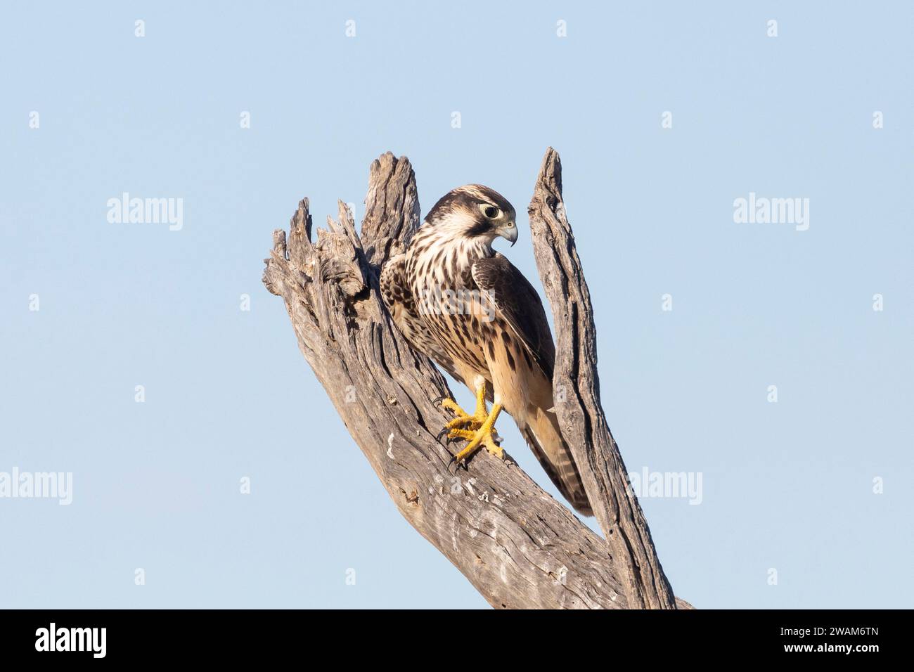 Lanner Falcon (Falco biarmicus), Kgalagadi Transfrontier Park, Kalahari ...