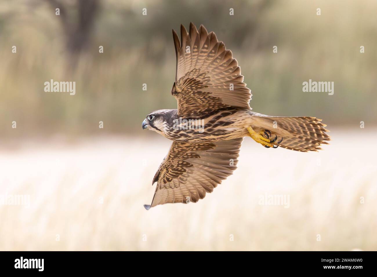 Lanner Falcon (Falco biarmicus), Kgalagadi Transfrontier Park, Kalahari, Northern Cape, South ...
