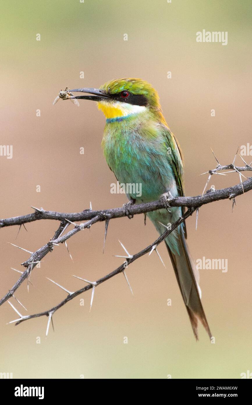 Swallow-tailed Bee-eater (Merops hirundineus) with bee prey, Kgalgadi ...