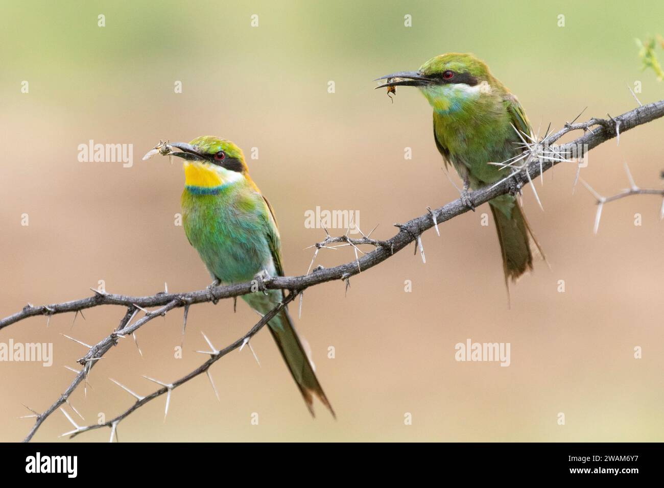 Swallow-tailed Bee-eater s(Merops hirundineus) with insect prey at sunset, Kalahari, South ...