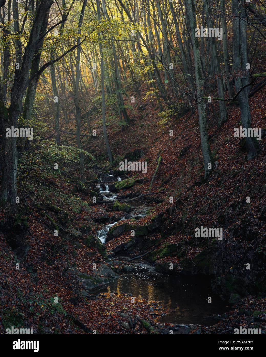 Foliageglade hi-res stock photography and images - Alamy
