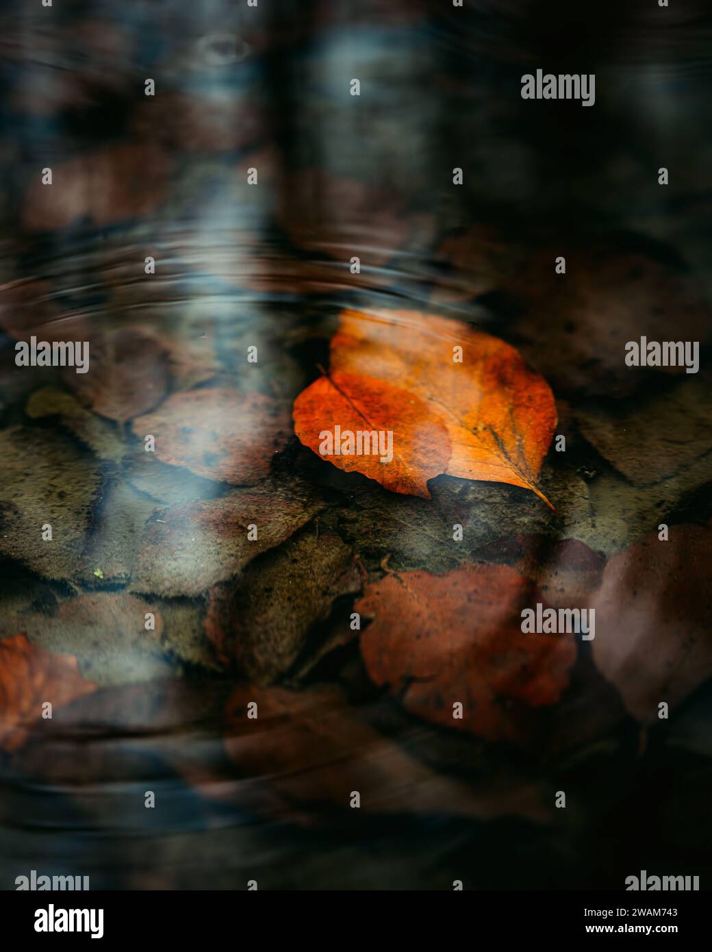 Surface floating hi-res stock photography and images - Alamy