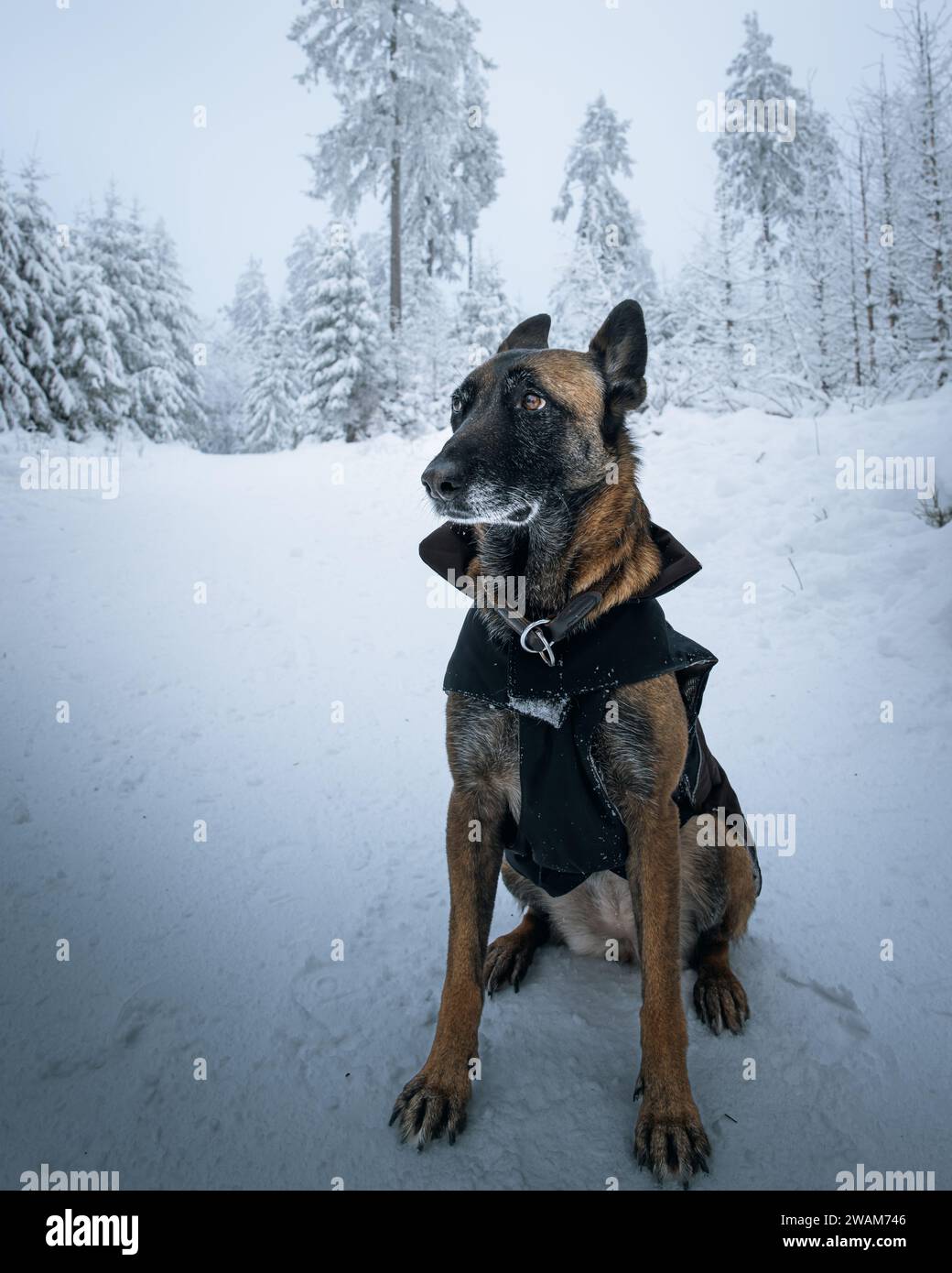 A German Shepherd calmly sits in a snowy environment, surrounded by ...