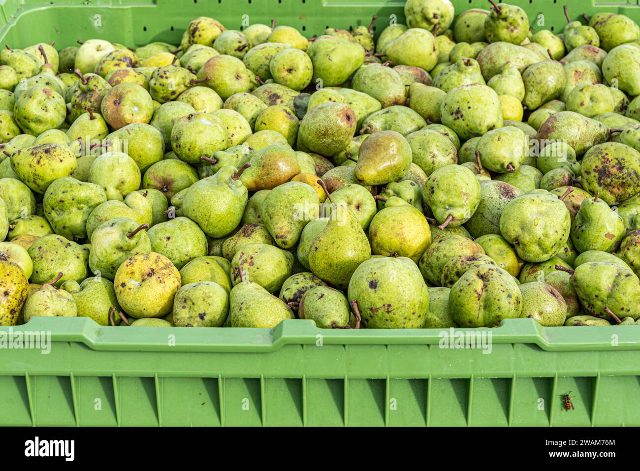 Pear tree container hi-res stock photography and images - Alamy