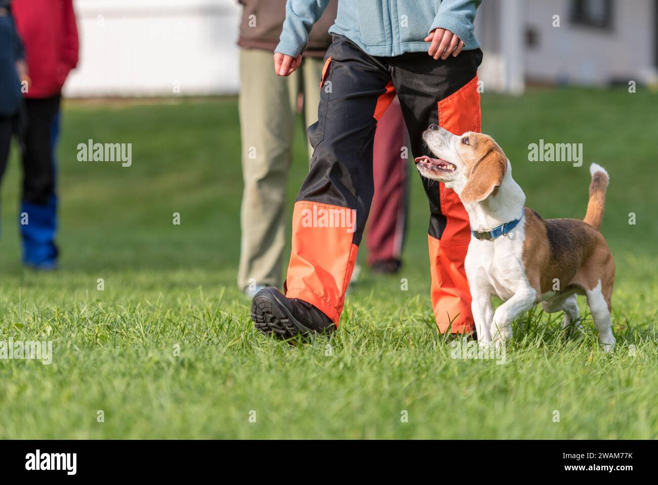 handler and a perfekt heelwork training with a small cute beagle dog ...