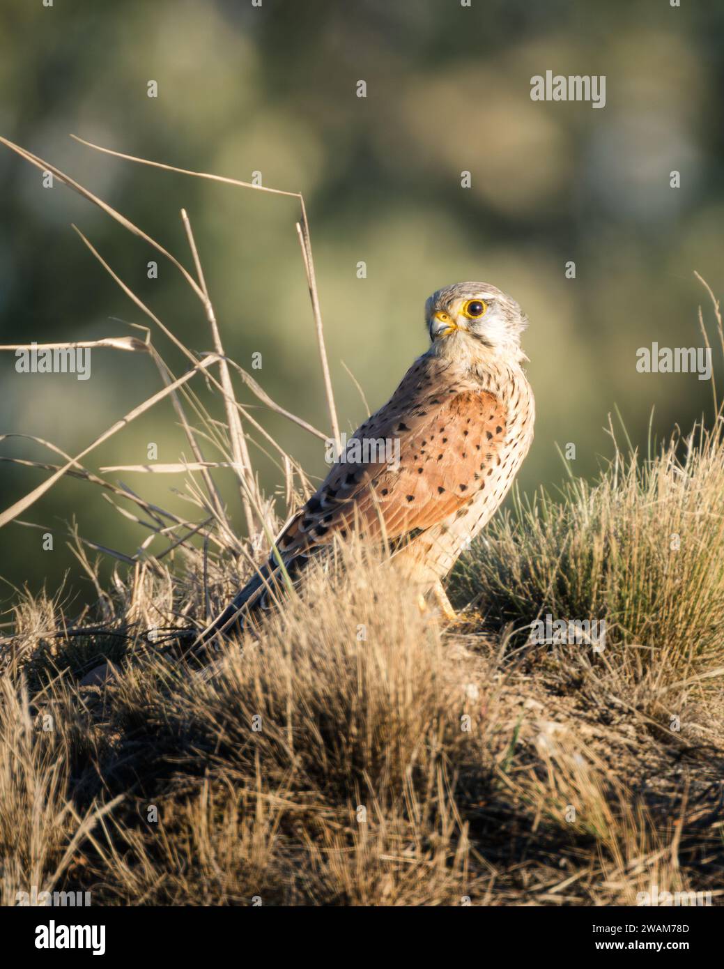 Terrain atop hi-res stock photography and images - Alamy