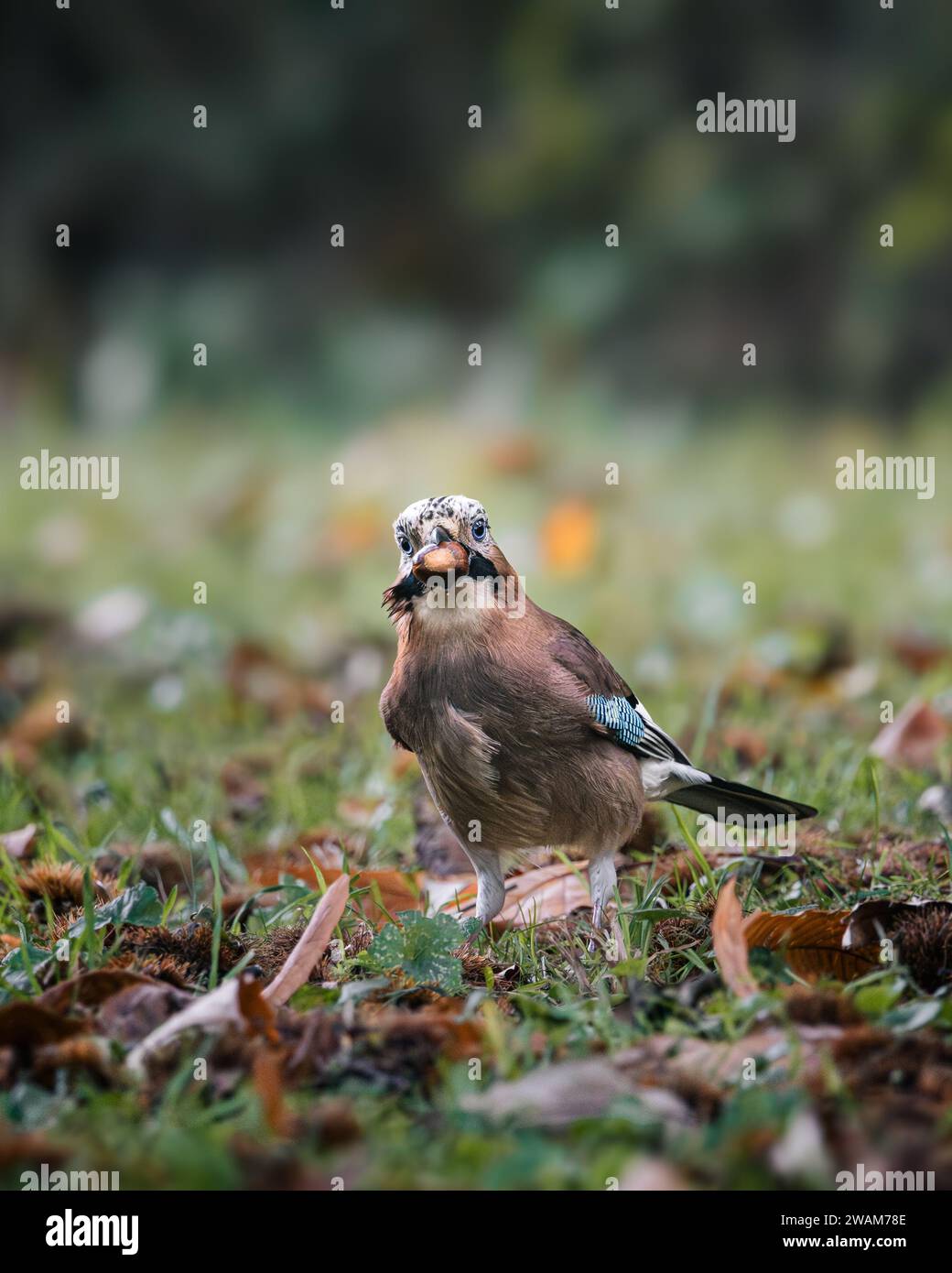 Jaybird hi-res stock photography and images - Alamy