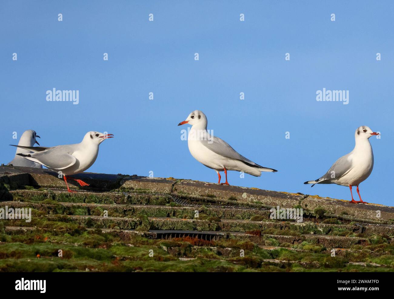 Lough neagh jan 2024 hi-res stock photography and images - Alamy