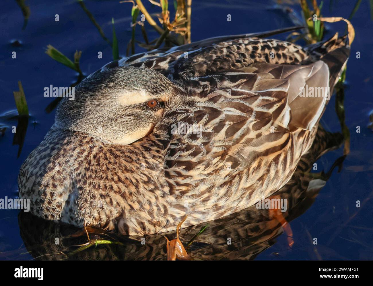 Kinnego, Lough Neagh, County Armagh, Northern Ireland, UK. 05th Jan ...