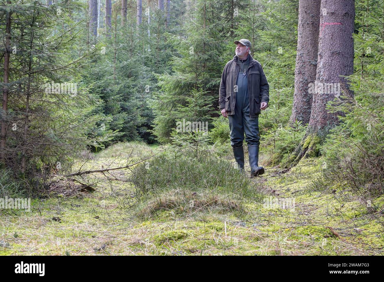 A hiker explores a scenic forest path on a cloudy day in the Black ...