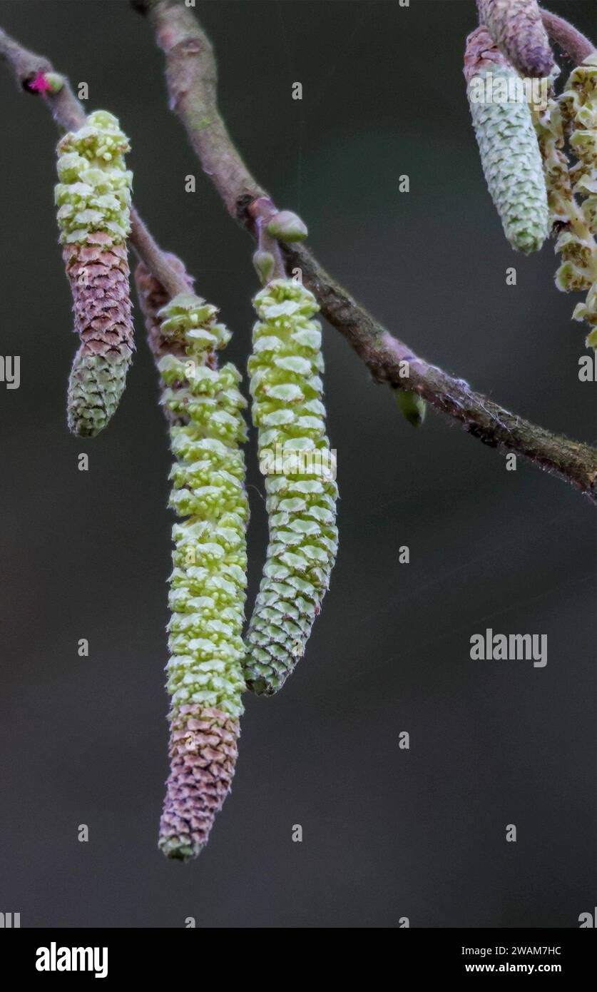 Kinnego, Lough Neagh, County Armagh, Northern Ireland, UK. 05th Jan ...