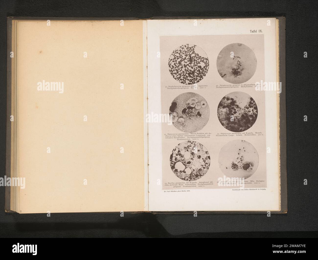 Six microscope recordings of bacteria, Carl Günther, c. 1880 - in or ...