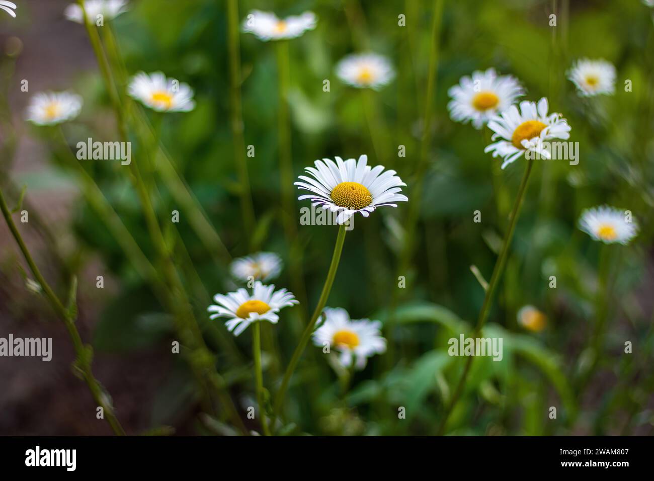 Garden daisies (лат. Leucanthemum vulgare) on a natural background ...