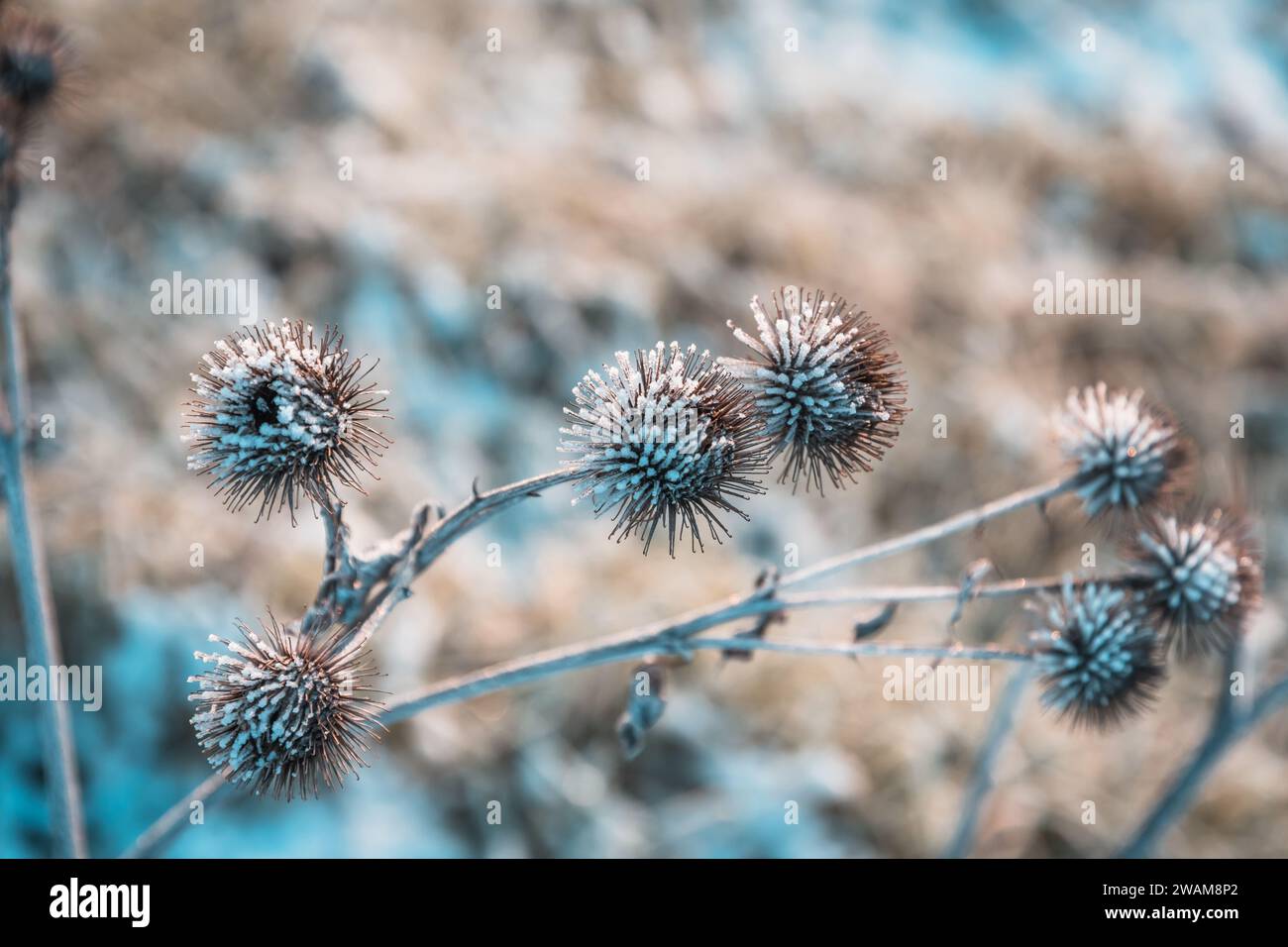 Dry plants and grasses covered in snow on a frosty and sunny winter ...