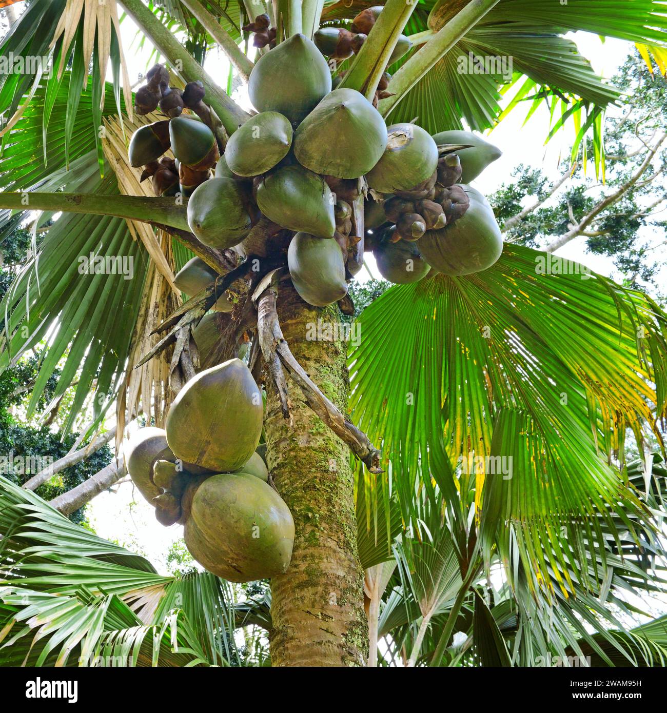 Coconut tree fruit hi-res stock photography and images - Alamy