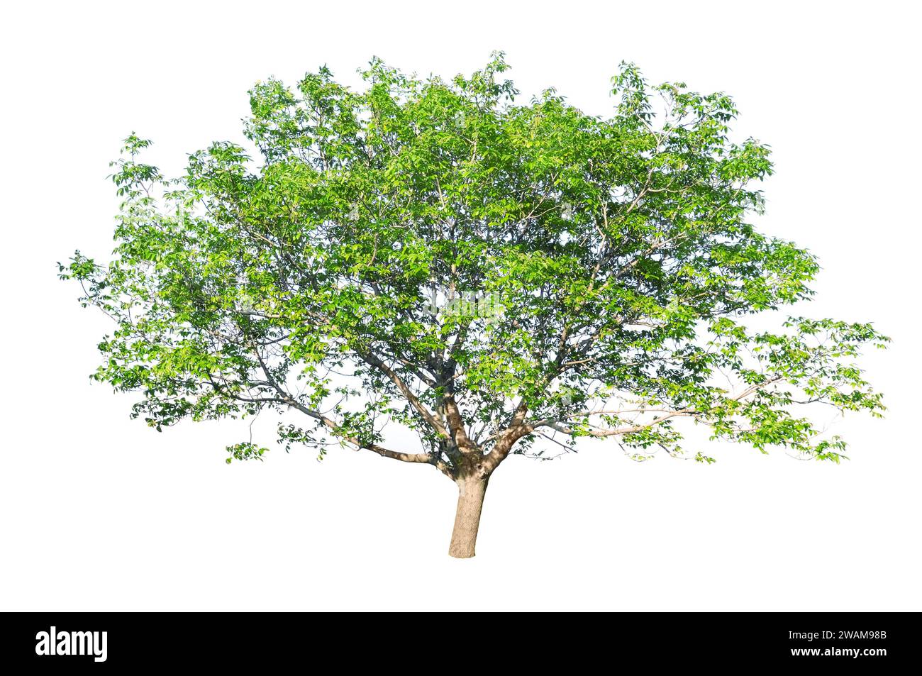 European walnut (Juglans regia) isolated on a white background Stock ...