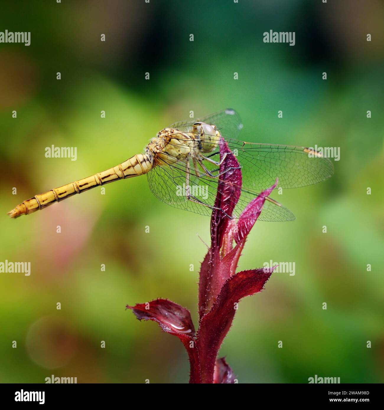 Dragonfly flower hi-res stock photography and images - Alamy
