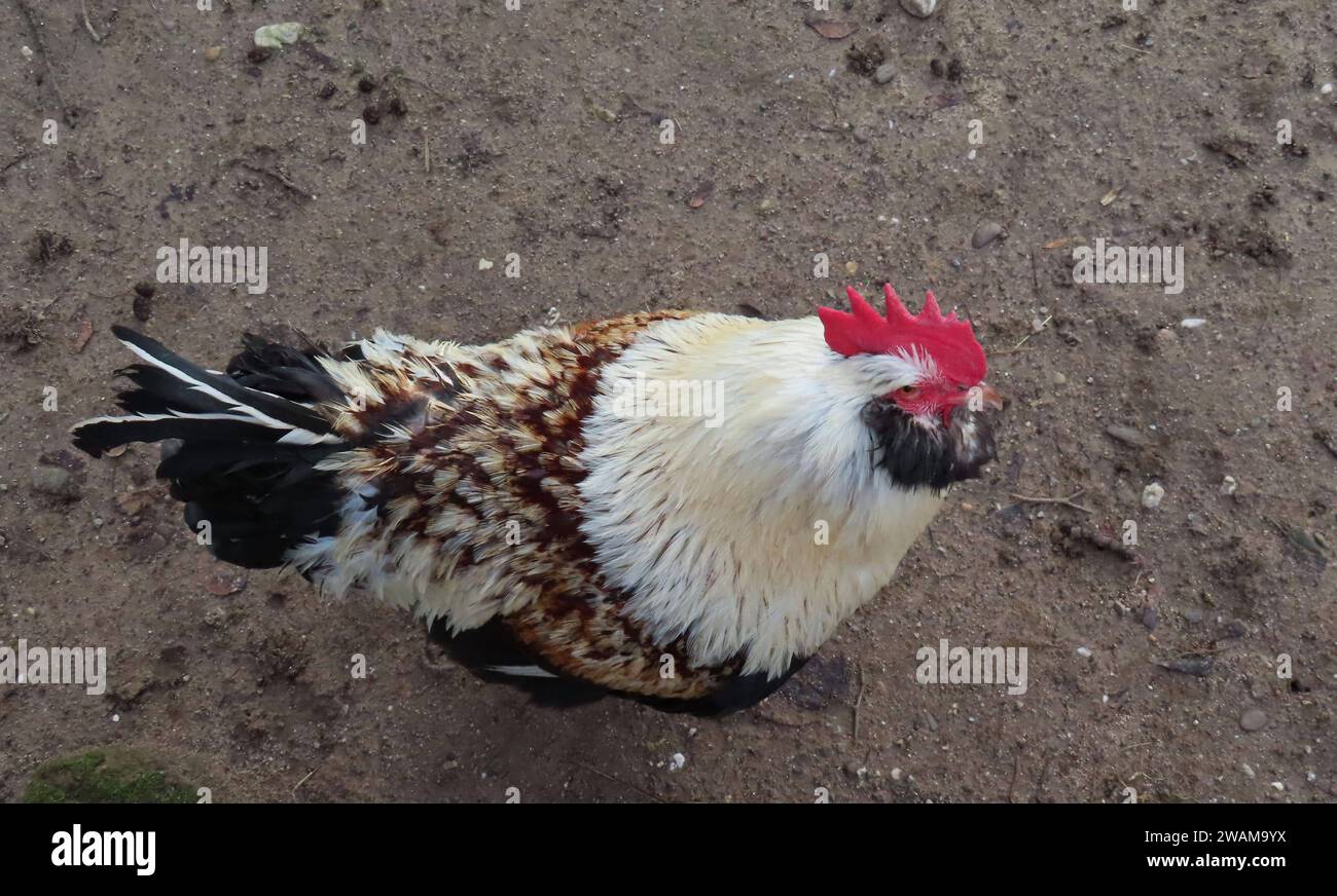 Huehnerhahn hi-res stock photography and images - Alamy