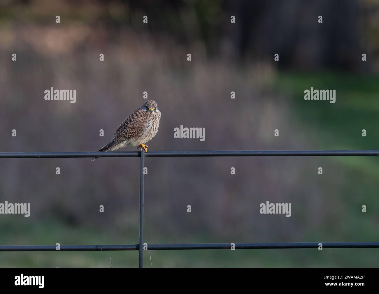 A clear shot of a beautiful female Kestrel ( Falco tinnunculus) sitting ...