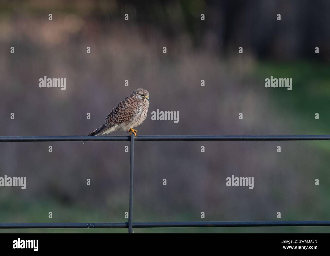 A clear shot of a beautiful female Kestrel ( Falco tinnunculus) sitting ...