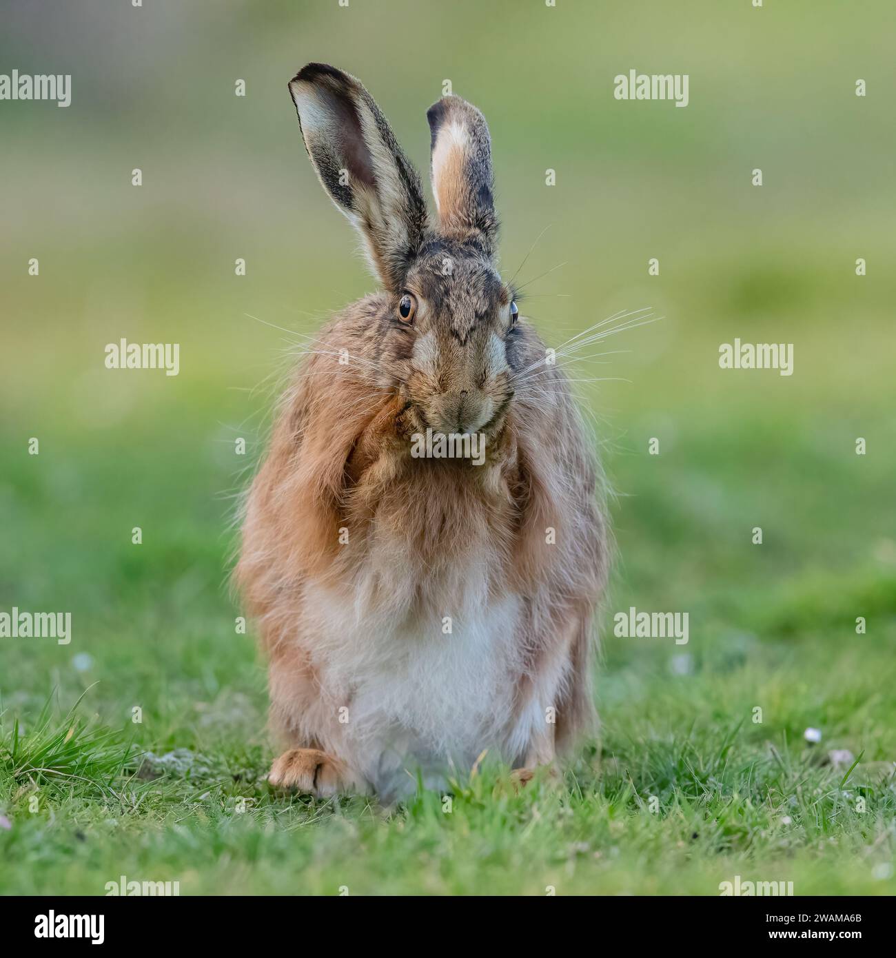 An intimate shot of a Brown Hare , sitting up, washing it's face with ...