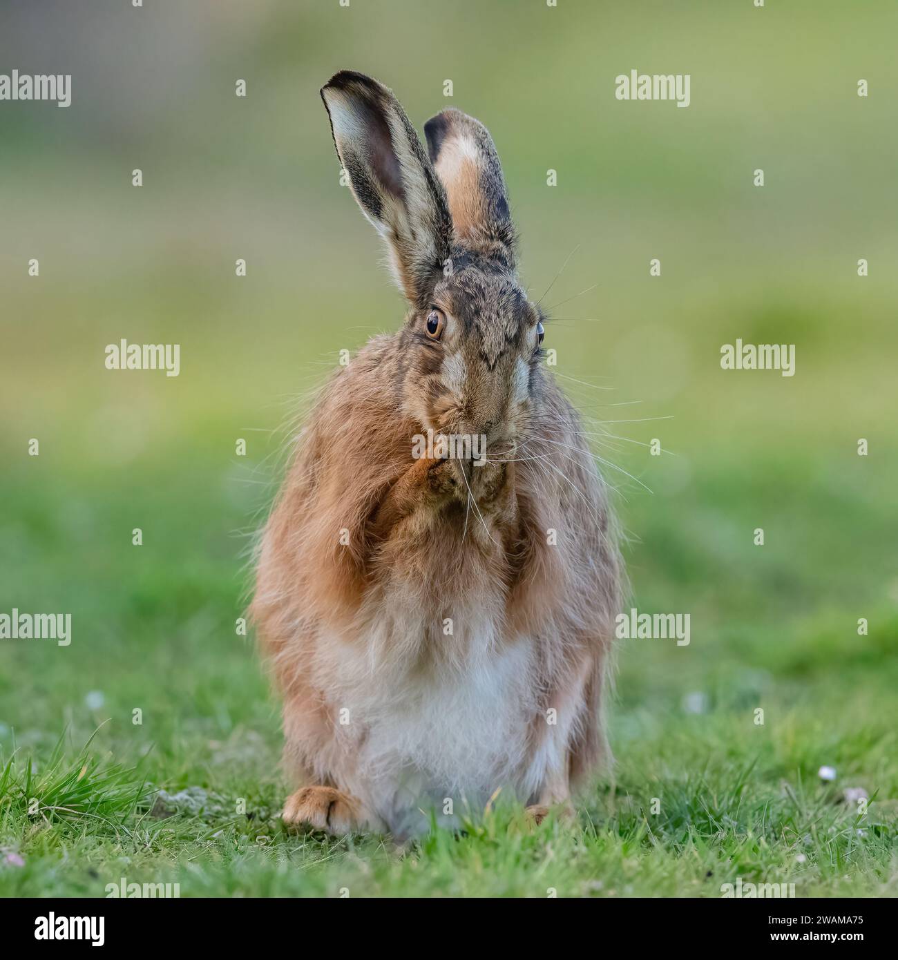 An intimate shot of a Brown Hare , sitting up, washing it's face with ...