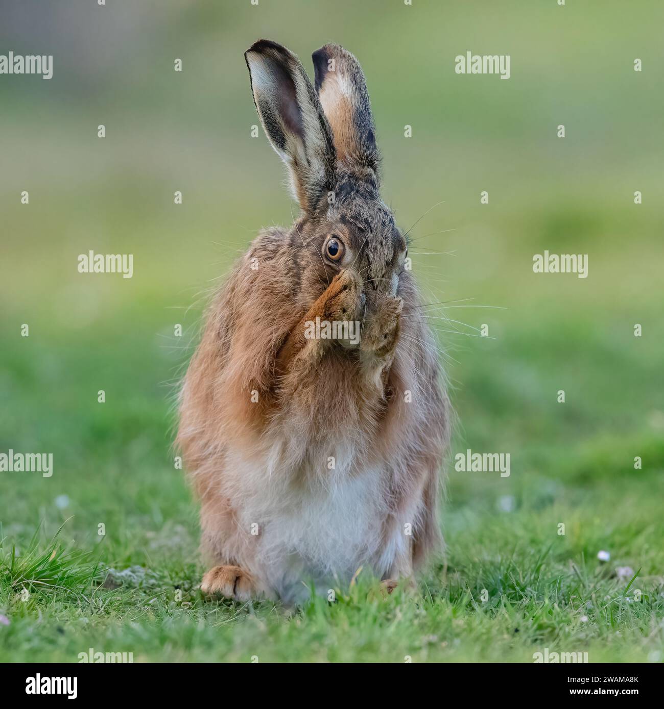 An intimate shot of a Brown Hare , sitting up, washing it's face with ...