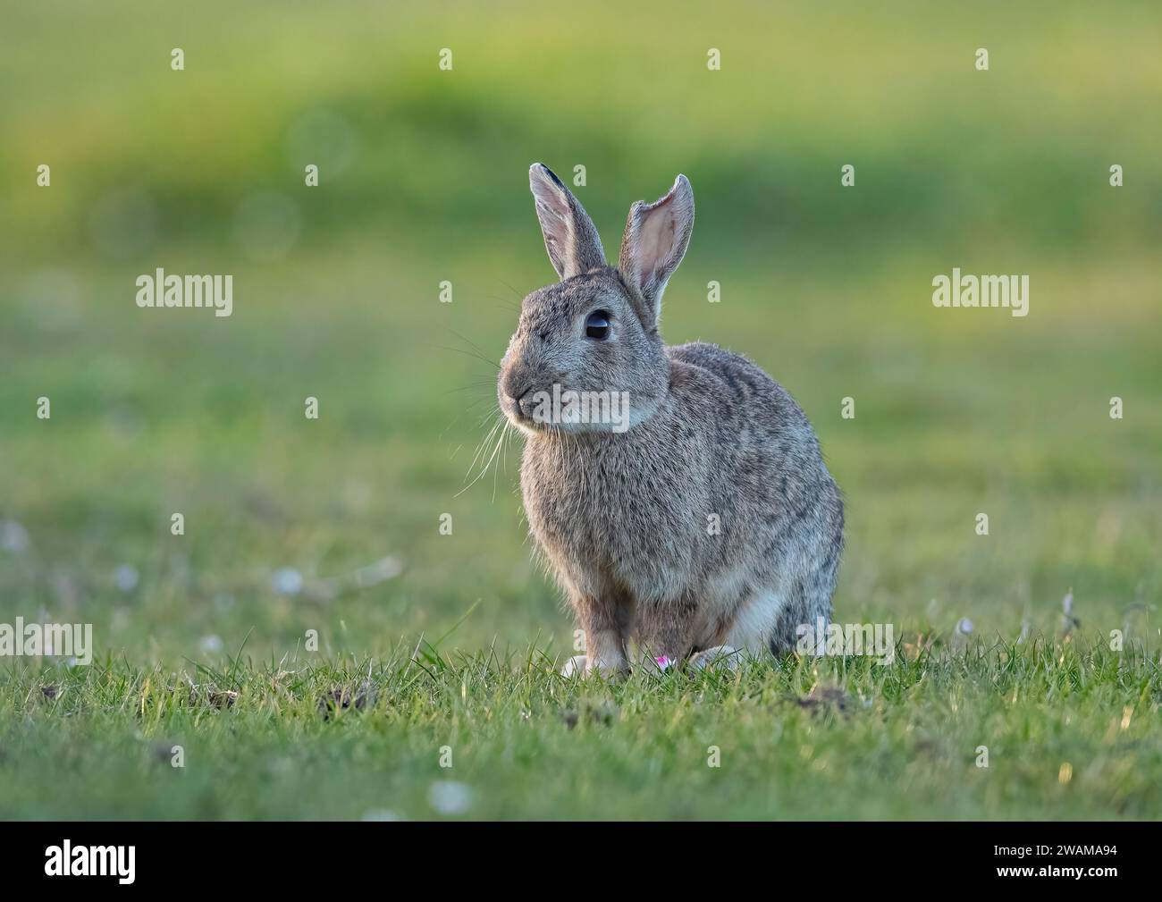 A cute bunny rabbit with only half an ear . Battle scarred but happy in ...