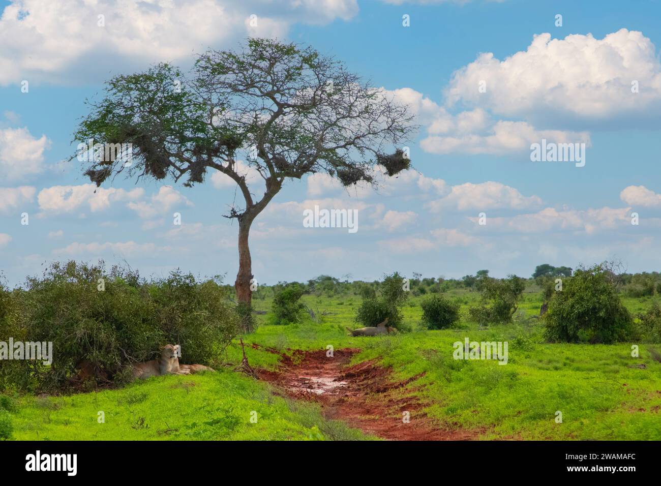 Lions under the tree hi-res stock photography and images - Alamy