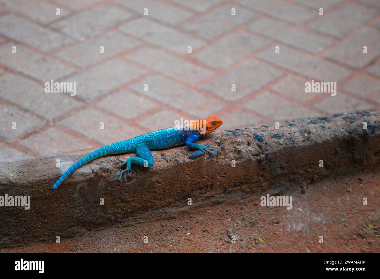 male with red had rock agama lizard, Agama on the stown Kenya, East ...