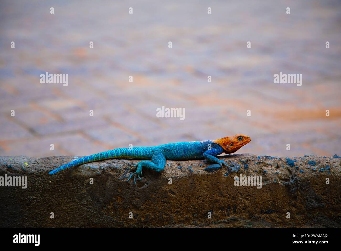 male with red had rock agama lizard, Agama on the stown Kenya, East ...