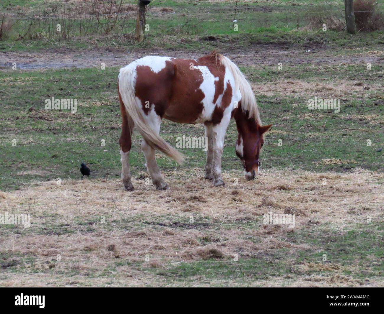 Rotbunten hi-res stock photography and images - Alamy