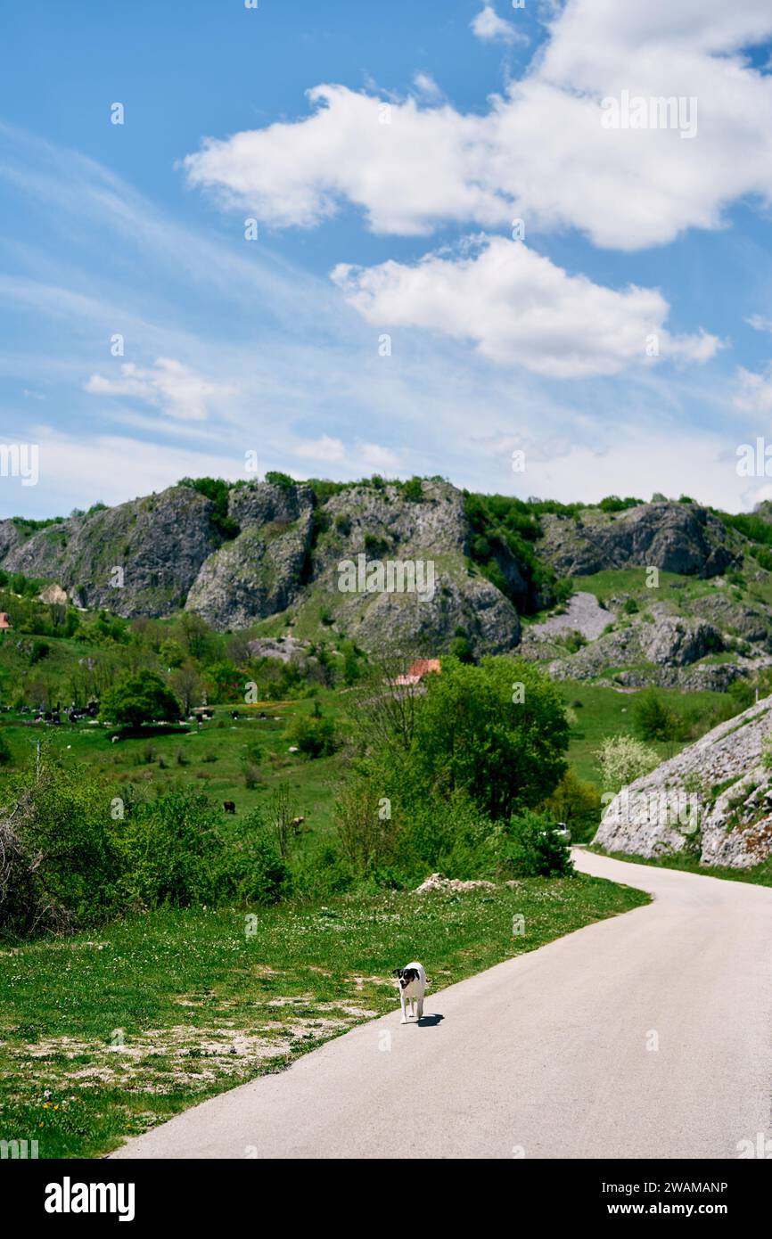 Dog walks along the road near a green slope Stock Photo - Alamy